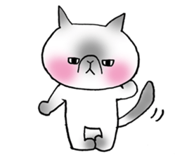 Nekoo exotic short hair(cat) by chanco