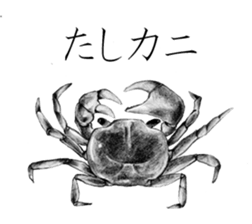 Realistic pencil drawing by Yuko Miyaki sticker #11886737