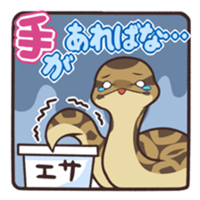 Ball Python (Snake-kun) by Snake-kun sticker #12372416