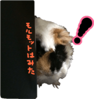 Susie,Pesci and happy friends by susie.pesci sticker #14437849