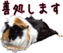 Susie,Pesci and happy friends by susie.pesci sticker #14437866