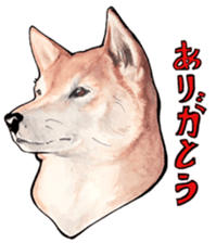 Bikkuri Animals: Wild Watercolor Faces by Erica Ward Illustration ...