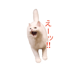 White long haired Cat Sticker by nekomom sticker #14595007