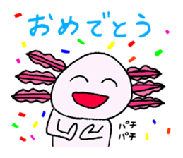 funny face Axolotl by white rice