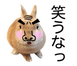 USAKO THE RABBIT Photo2 by Gummy candy