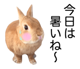 USAKO THE RABBIT Photo2 by Gummy candy sticker #15140712