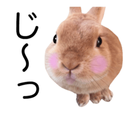 USAKO THE RABBIT Photo2 by Gummy candy sticker #15140714