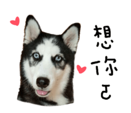 "Oreo"Husky Knight daily life. by Chih Chih sticker #15566172