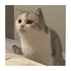 สติกเกอร์ไลน์ Moji Meow Aong | line2me.in.th