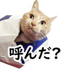 KOTARO cat Sticker - line2me