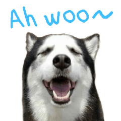 "Oreo"Husky Knight daily life. by Chih Chih